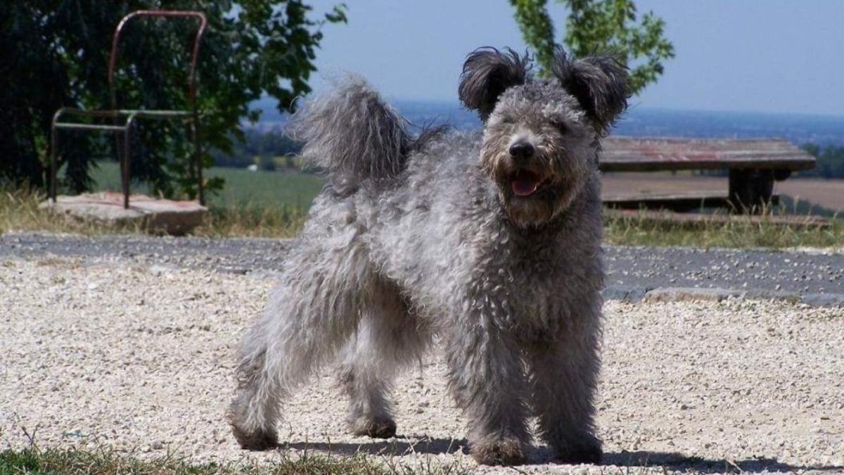 25 cute Purebred Pumi puppies for sale | Good Dog