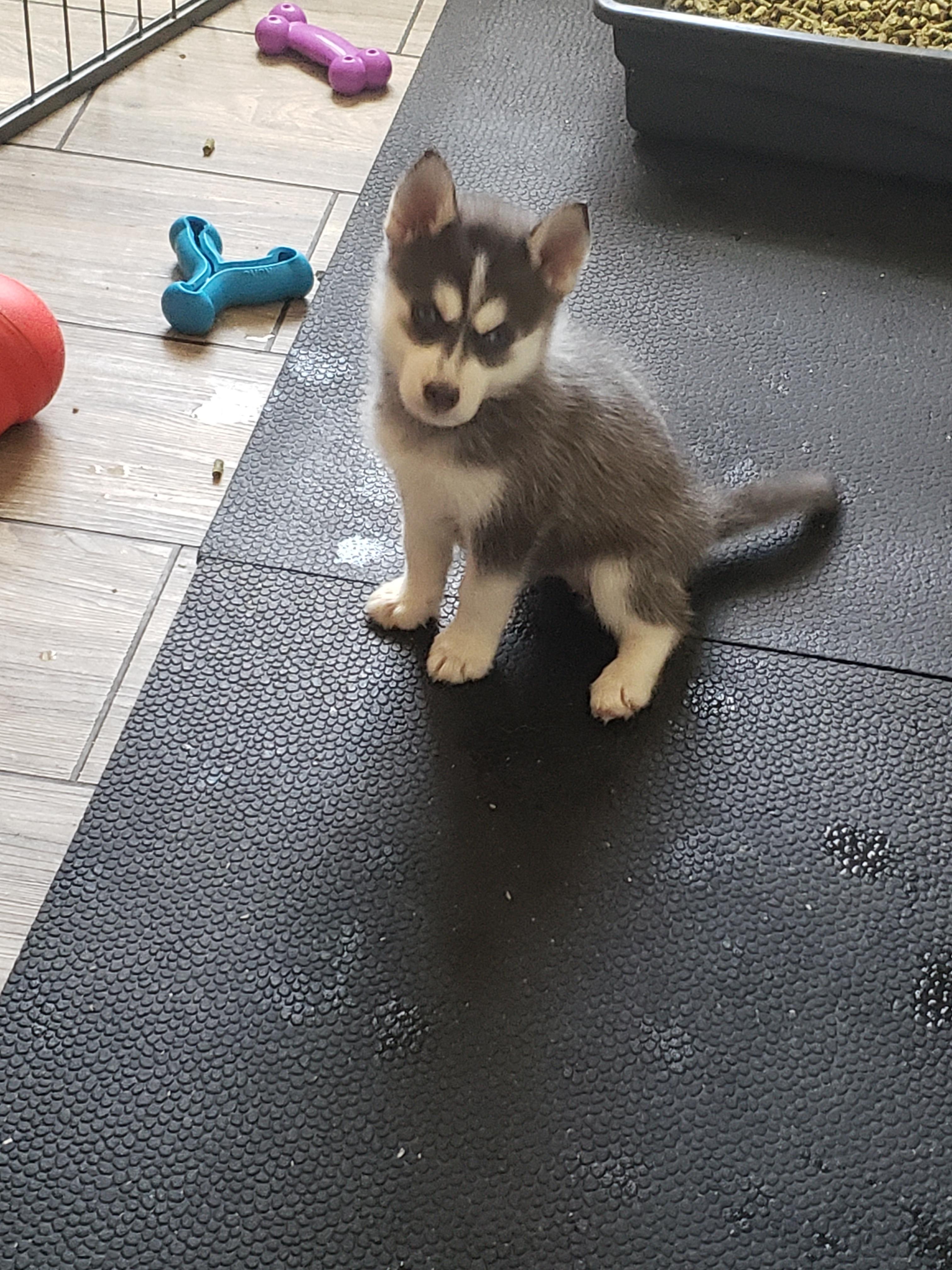 Bluebonnet Pomskies in Texas | Pomsky puppies | Good Dog