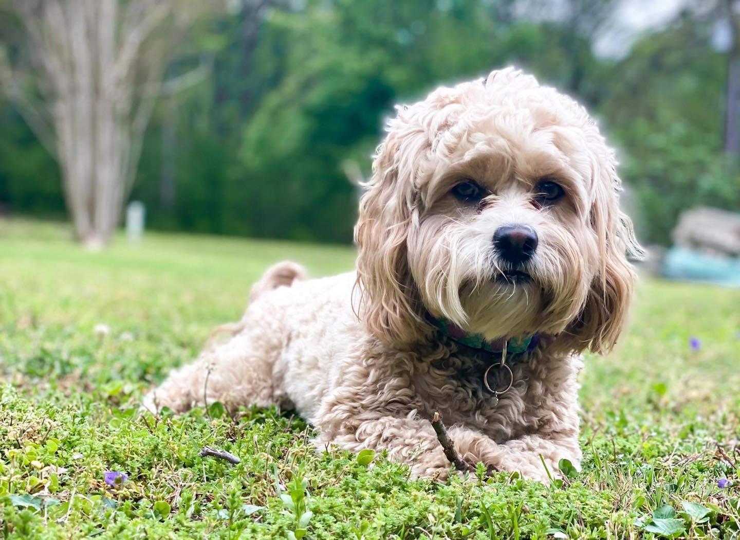 Lisa’s Curly Puppies in Alabama | Cockapoo and Aussiedoodle puppies ...