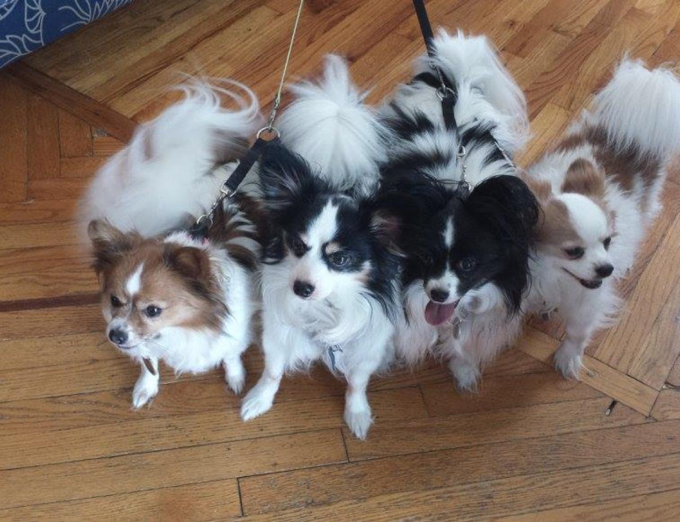 Patti's Pappi Puppies (Puppies due end of July!!!) in New York ...