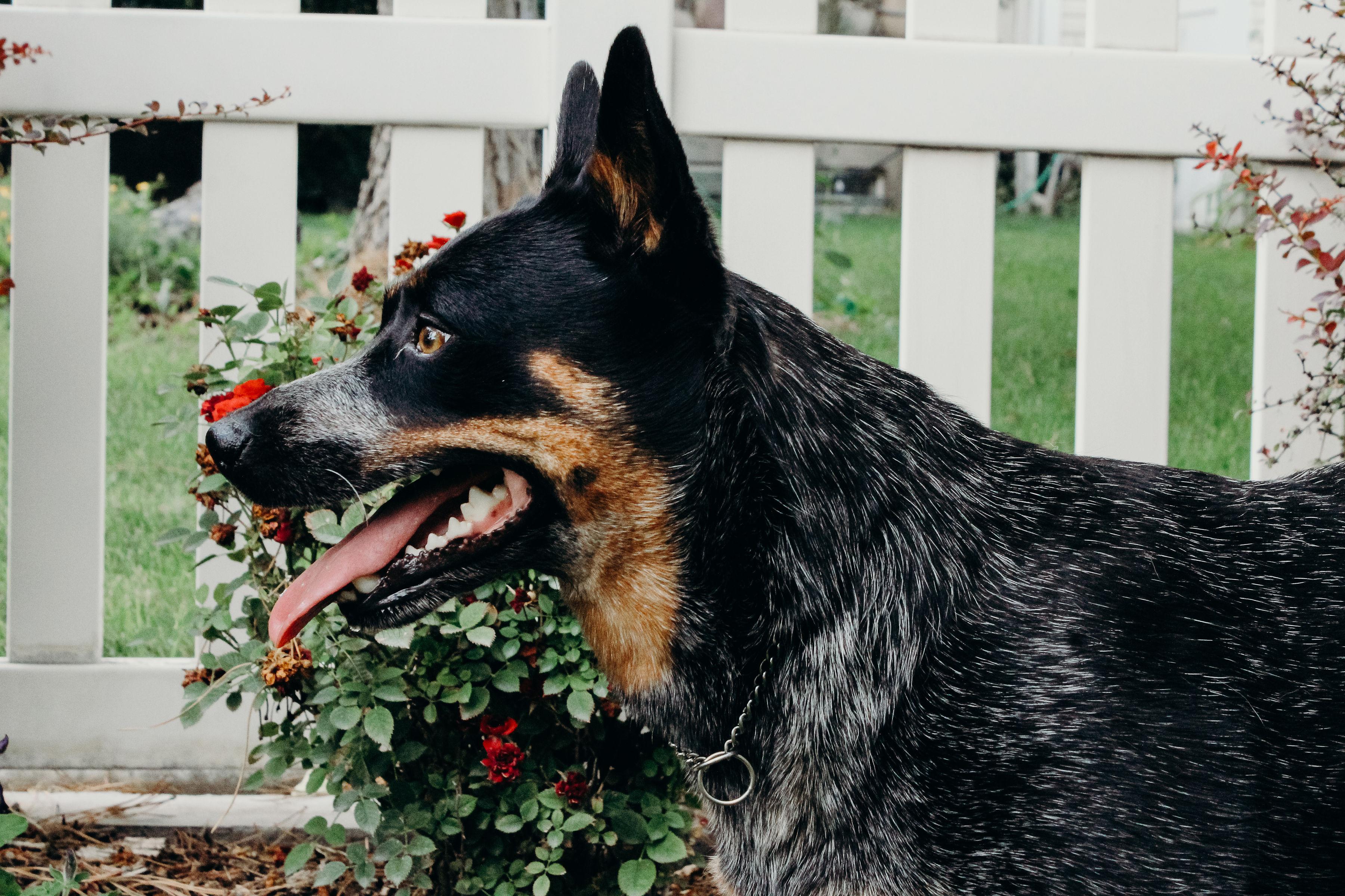 Rundown Ranch Cattle Dogs in Utah | Australian Cattle Dog puppies ...