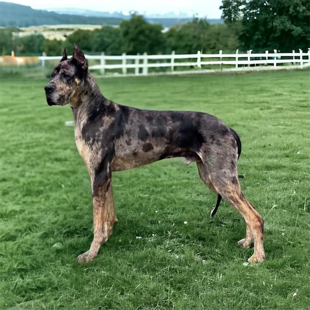 Starry Night Great Danes in Wisconsin | Great Dane puppies | Good Dog