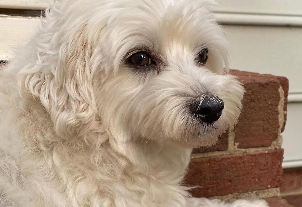 Little Dog Farm in North Carolina | Maltese and Yorkshire Terrier ...