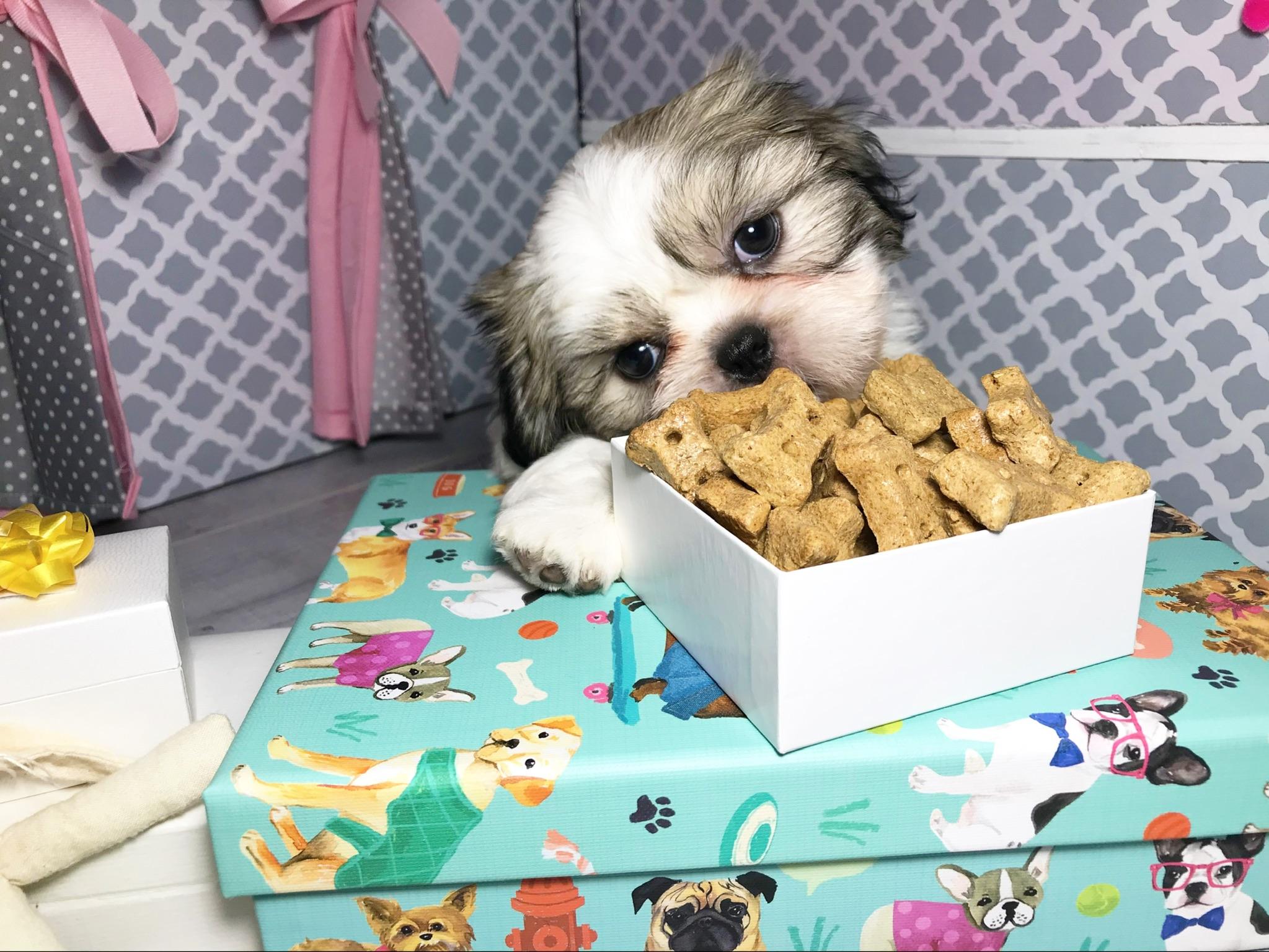 My Puppy Tzu in Arizona | Shih Tzu puppies | Good Dog