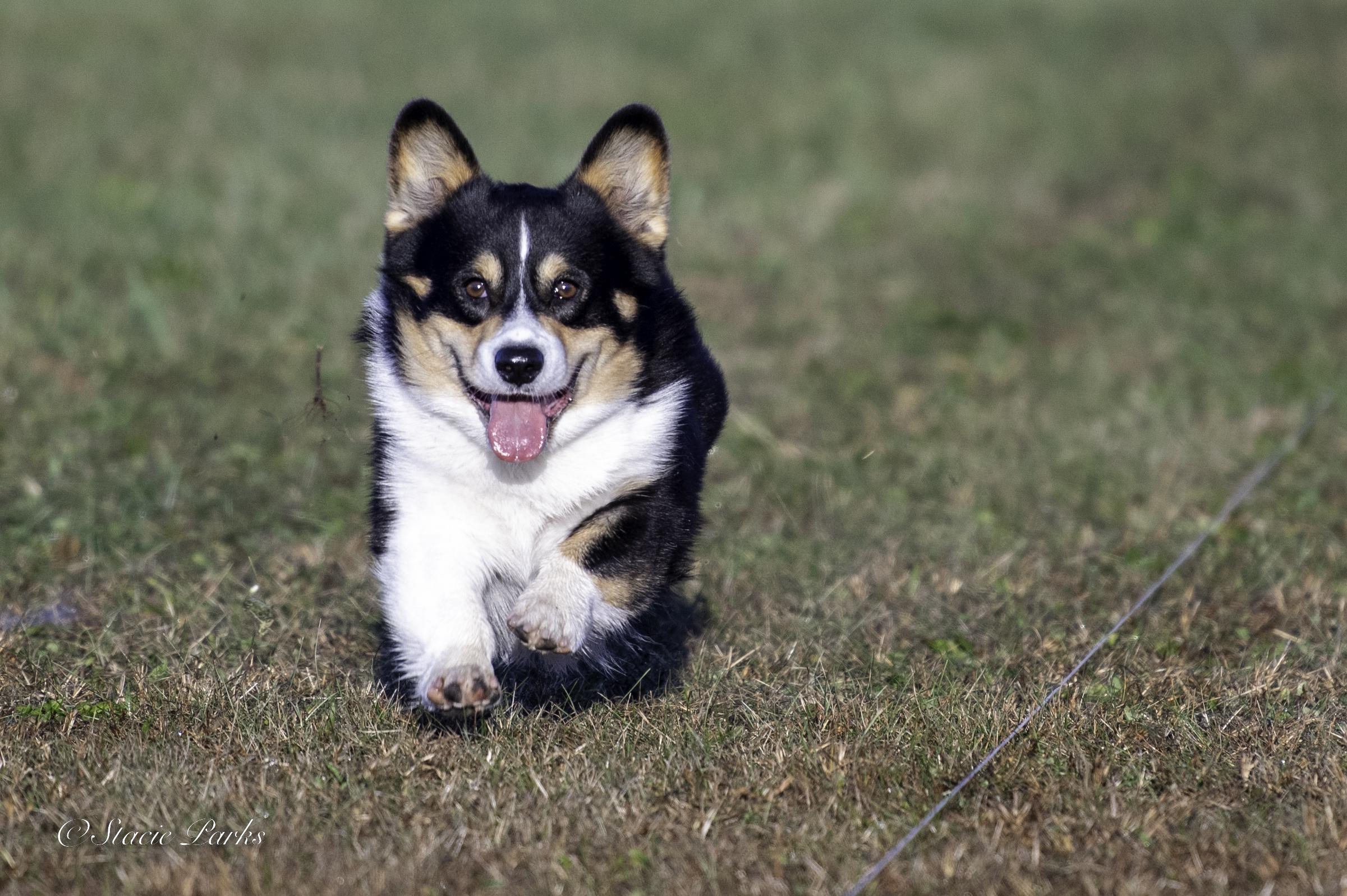 Lone Pine Corgis in West Virginia | Pembroke Welsh Corgi puppies | Good Dog