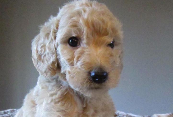 Dapper Doodles of Tennessee in Tennessee | Goldendoodle puppies | Good Dog