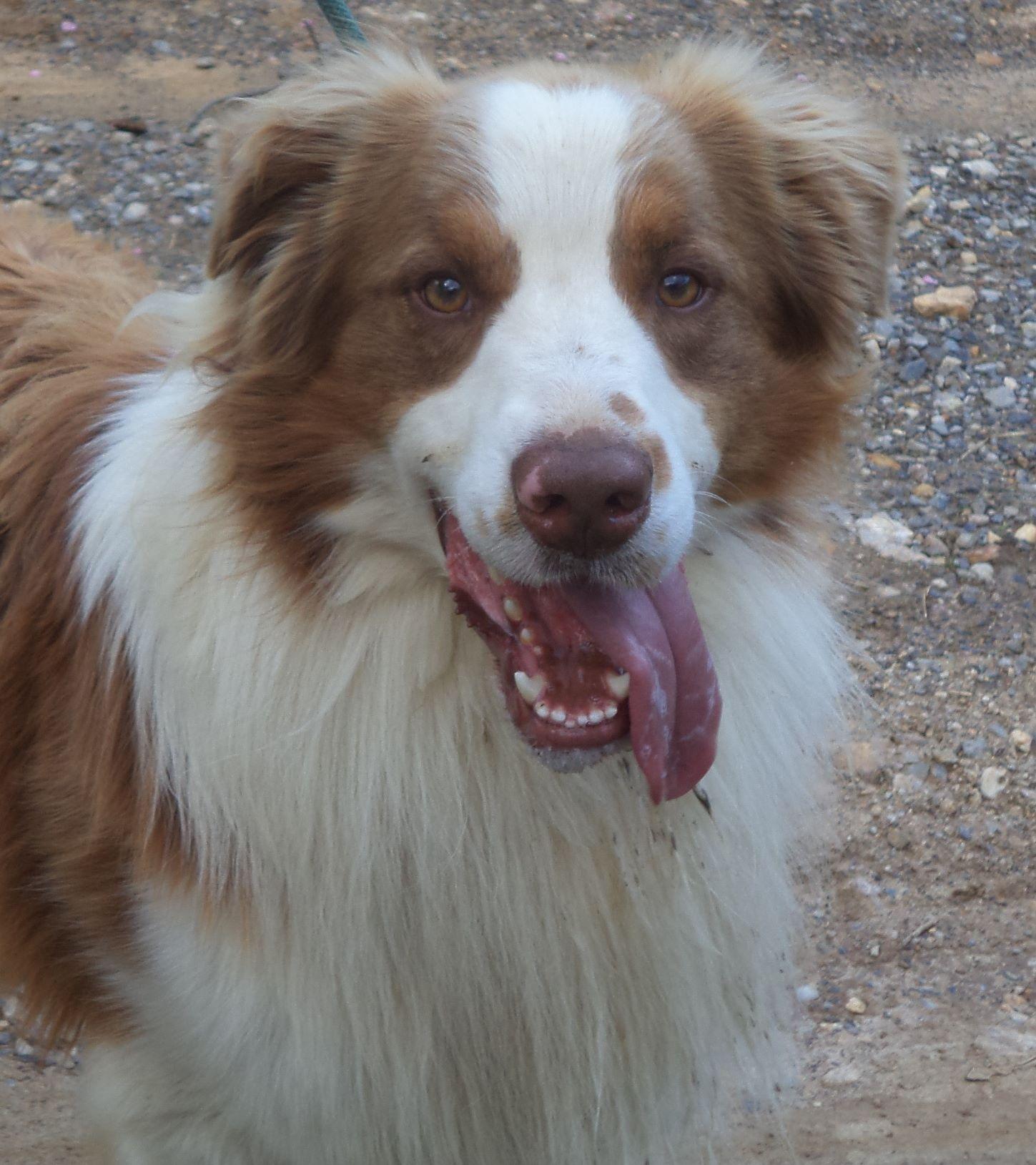 Cavalier Australian Shepherds in Virginia | Australian Shepherd puppies ...