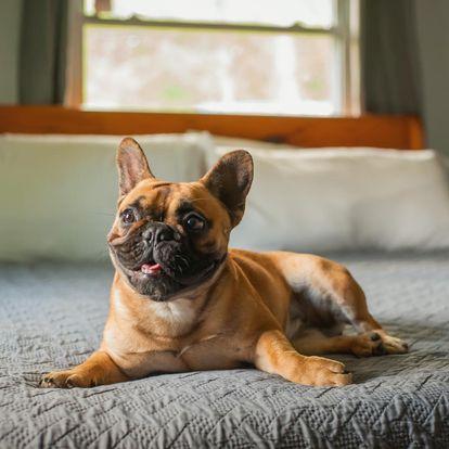 Bailey French Bulldogs in Missouri | French Bulldog puppies | Good Dog