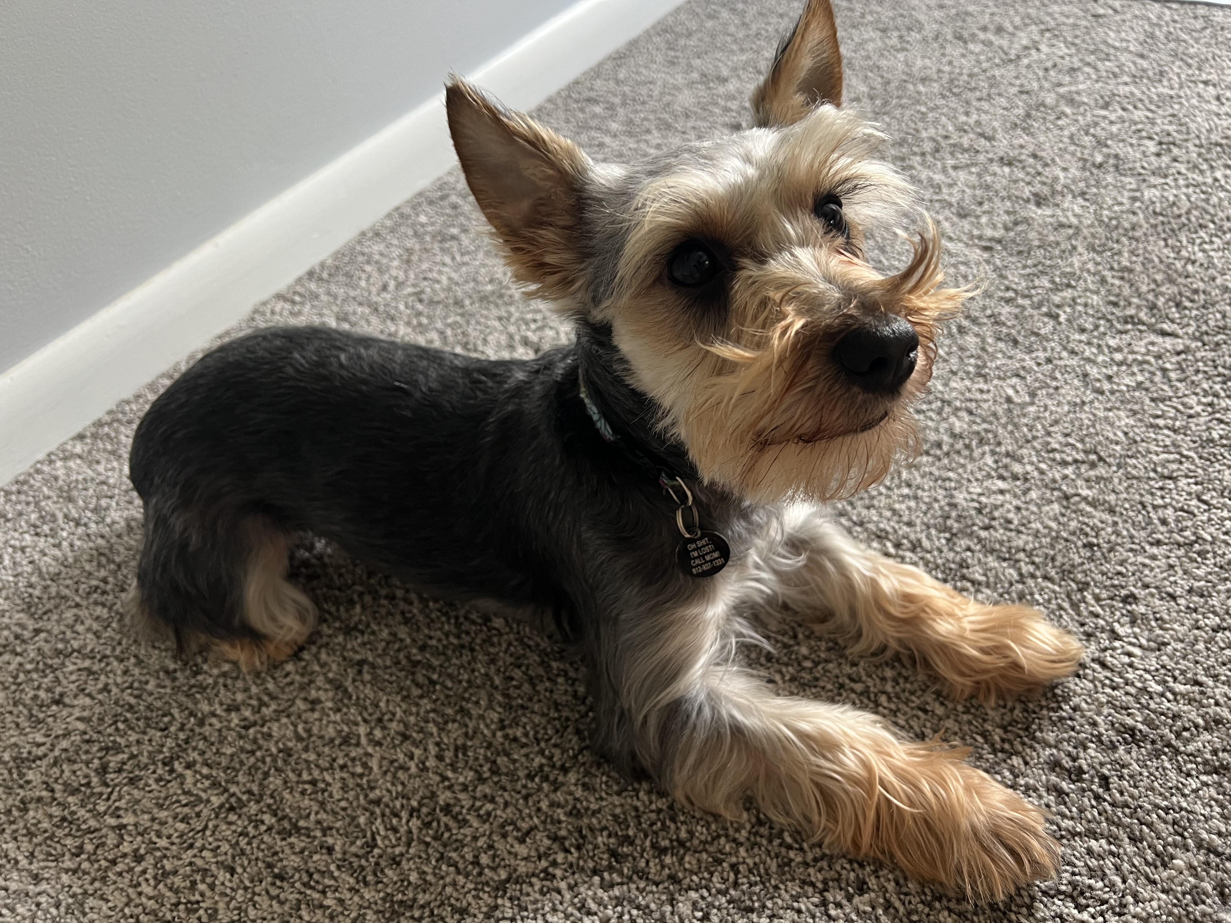Two Feral Kids Snorkies in Indiana | Miniature Schnauzer and Yorkshire ...