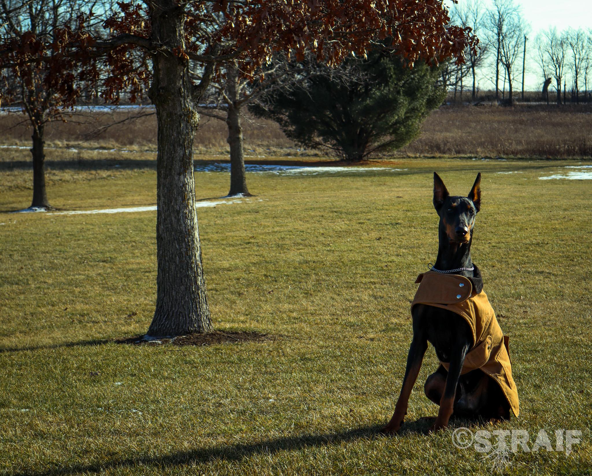 Kennel nà Straif in Indiana | Doberman Pinscher puppies | Good Dog