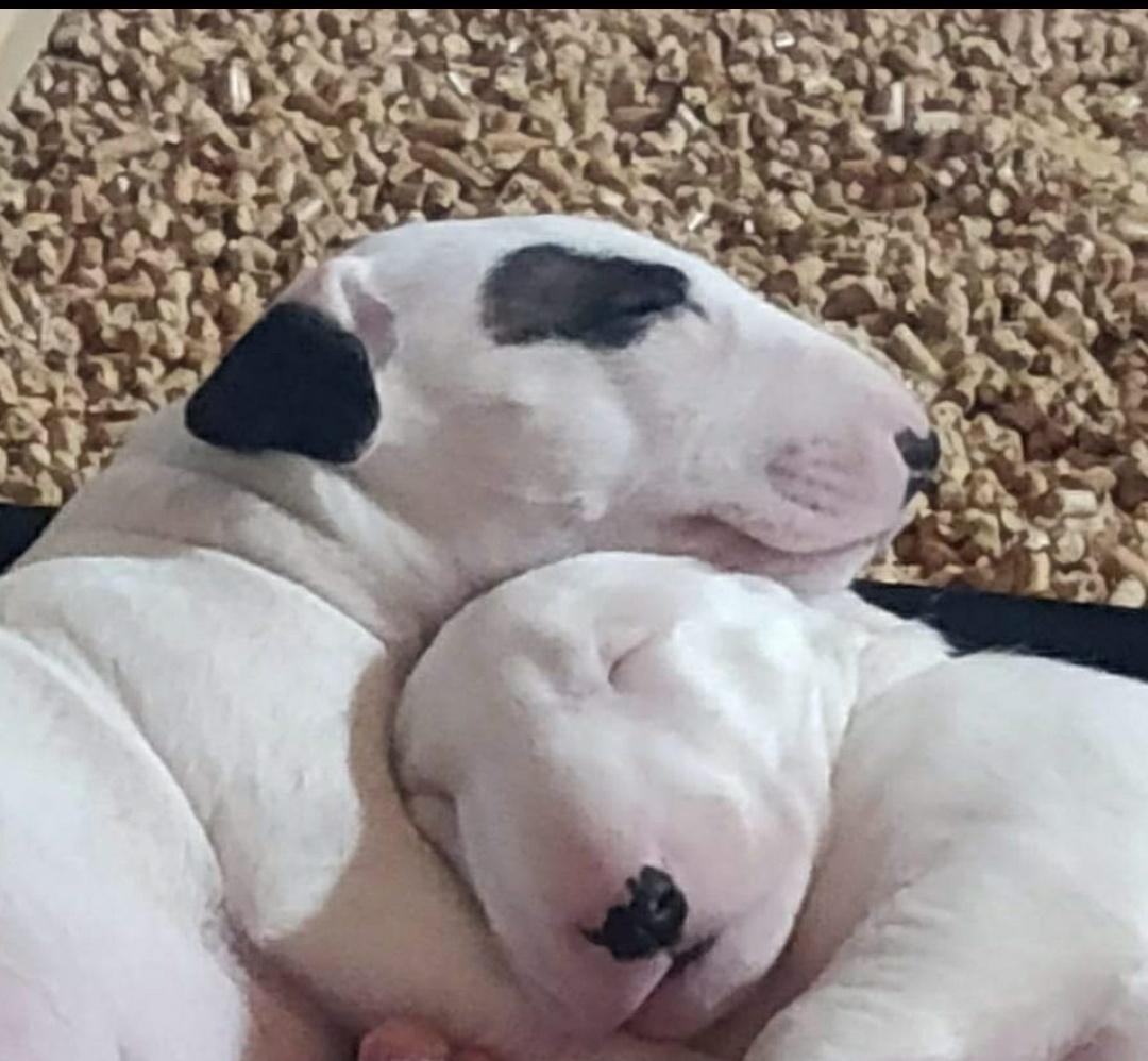 Unforgetabull Bull Terriers in Ohio | Bull Terrier puppies | Good Dog
