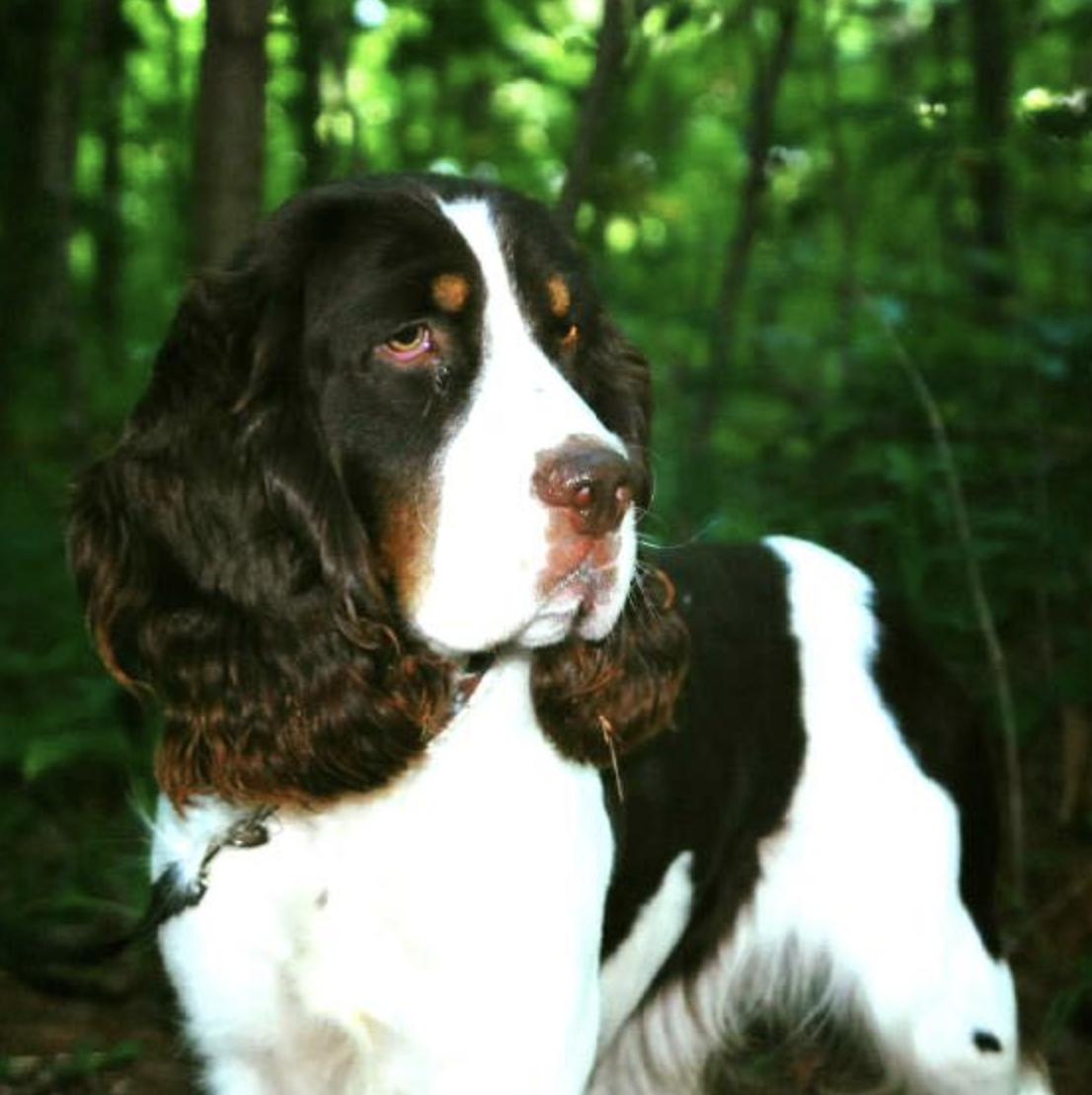 FourB Farm LLC. in Wisconsin | English Springer Spaniel puppies | Good Dog