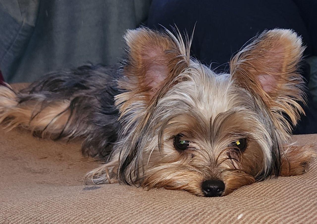 Setareh Yorkies in Utah | Yorkshire Terrier puppies | Good Dog