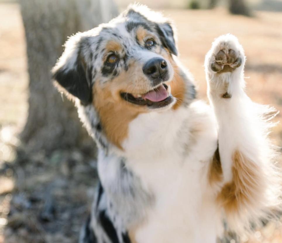 Lone Star Legacy Australian shepherds in Texas | Australian Shepherd ...
