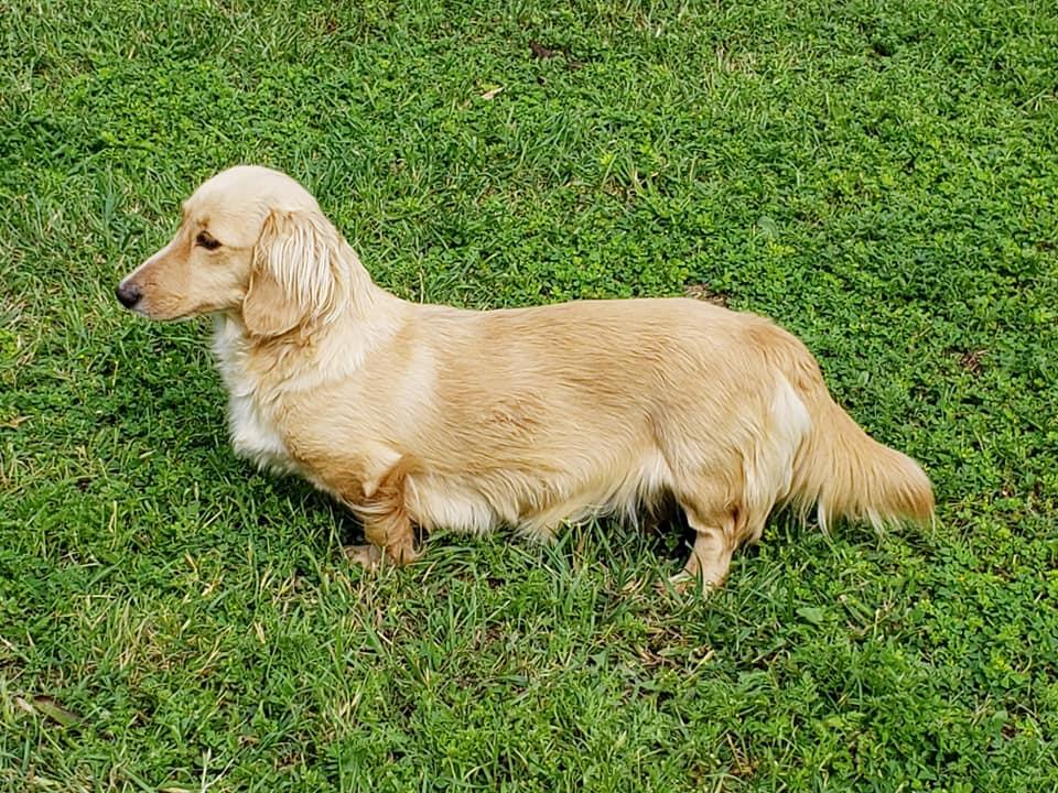 CJ's Dach Dynasty in Texas | Dachshund puppies | Good Dog