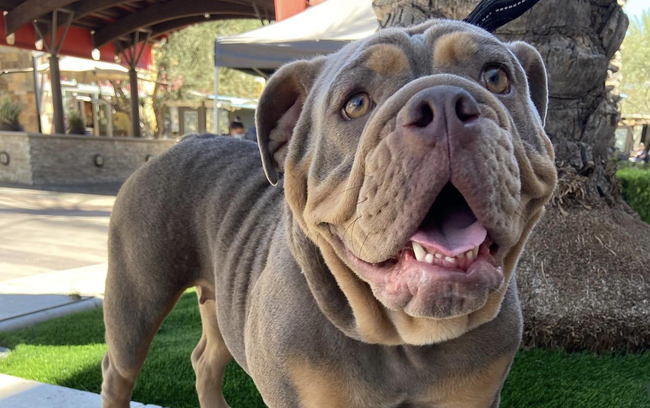 Pikabullz in Arizona | Bulldog puppies | Good Dog