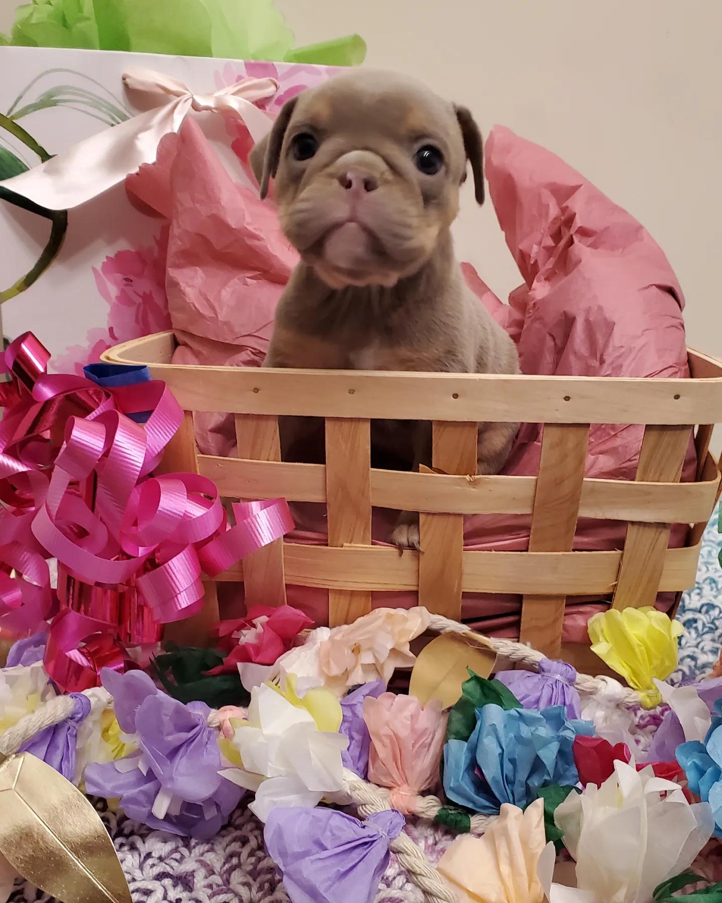 GulfCoast Bulldog Haus in Alabama | Bulldog puppies | Good Dog