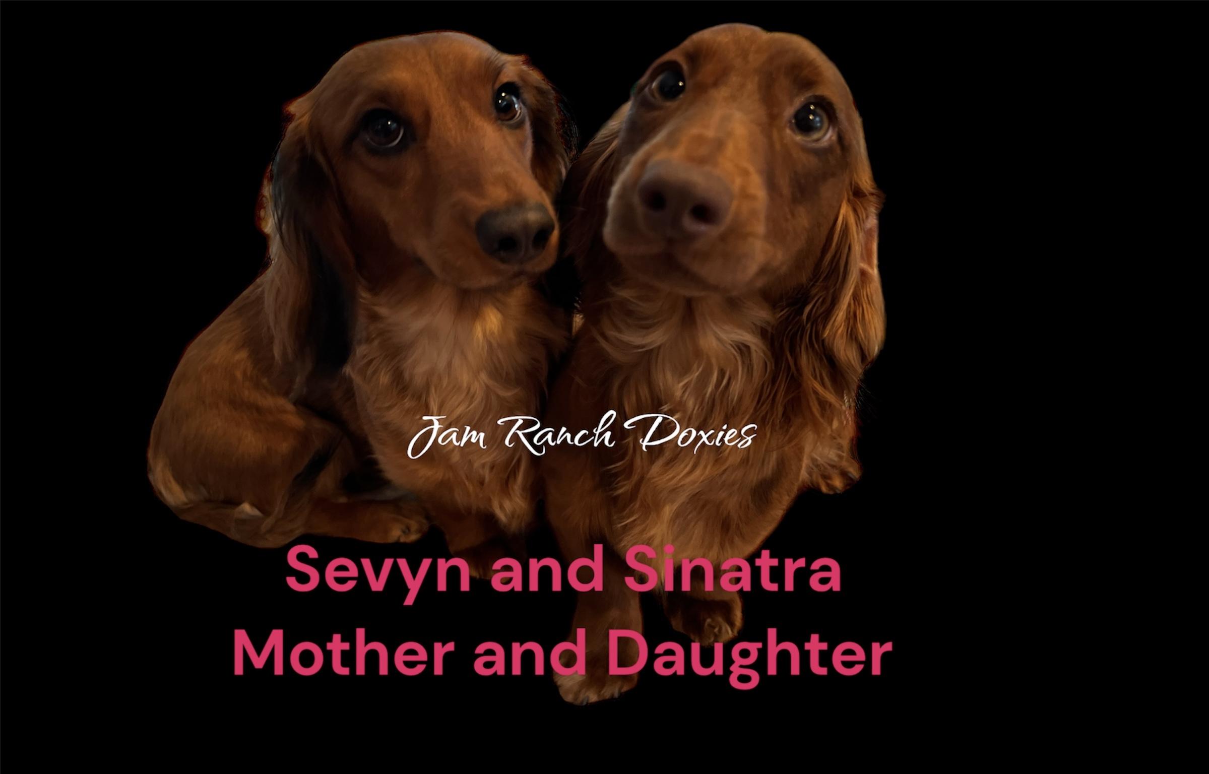 JamRanch AmberKjer Bovey Dachshunds in Minnesota | Dachshund puppies | Good Dog