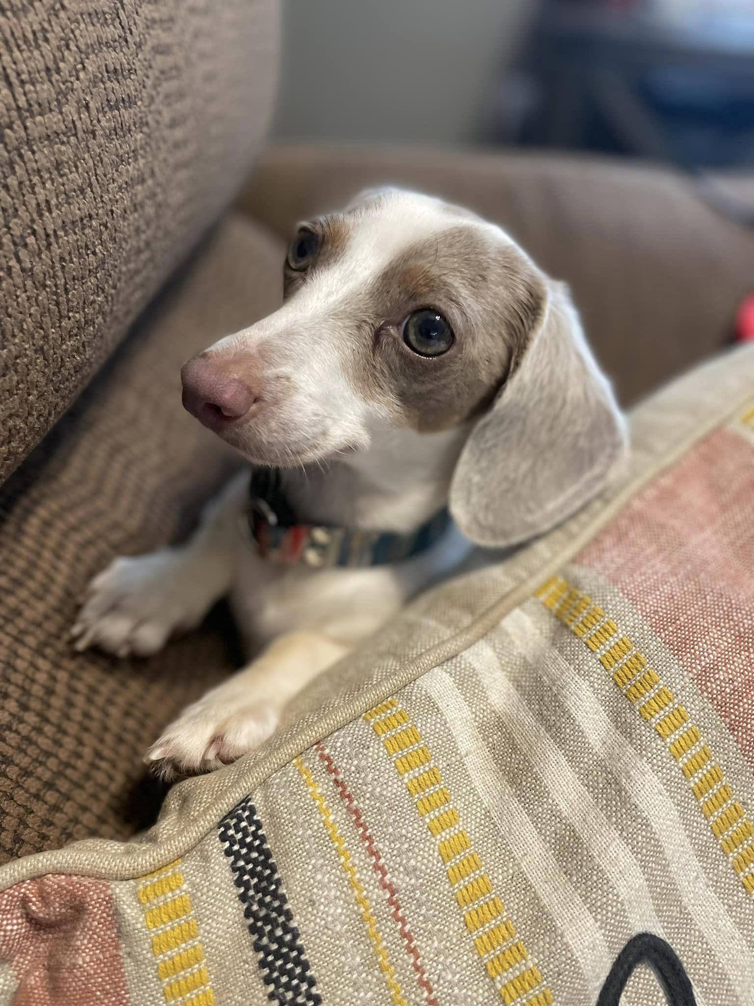 River Valley Daschunds in Arkansas | Dachshund puppies | Good Dog