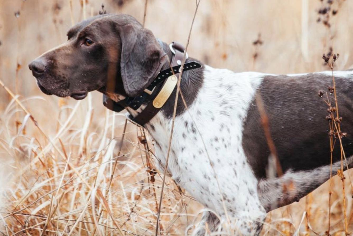 MATSKI GSP in Illinois | German Shorthaired Pointer puppies | Good Dog