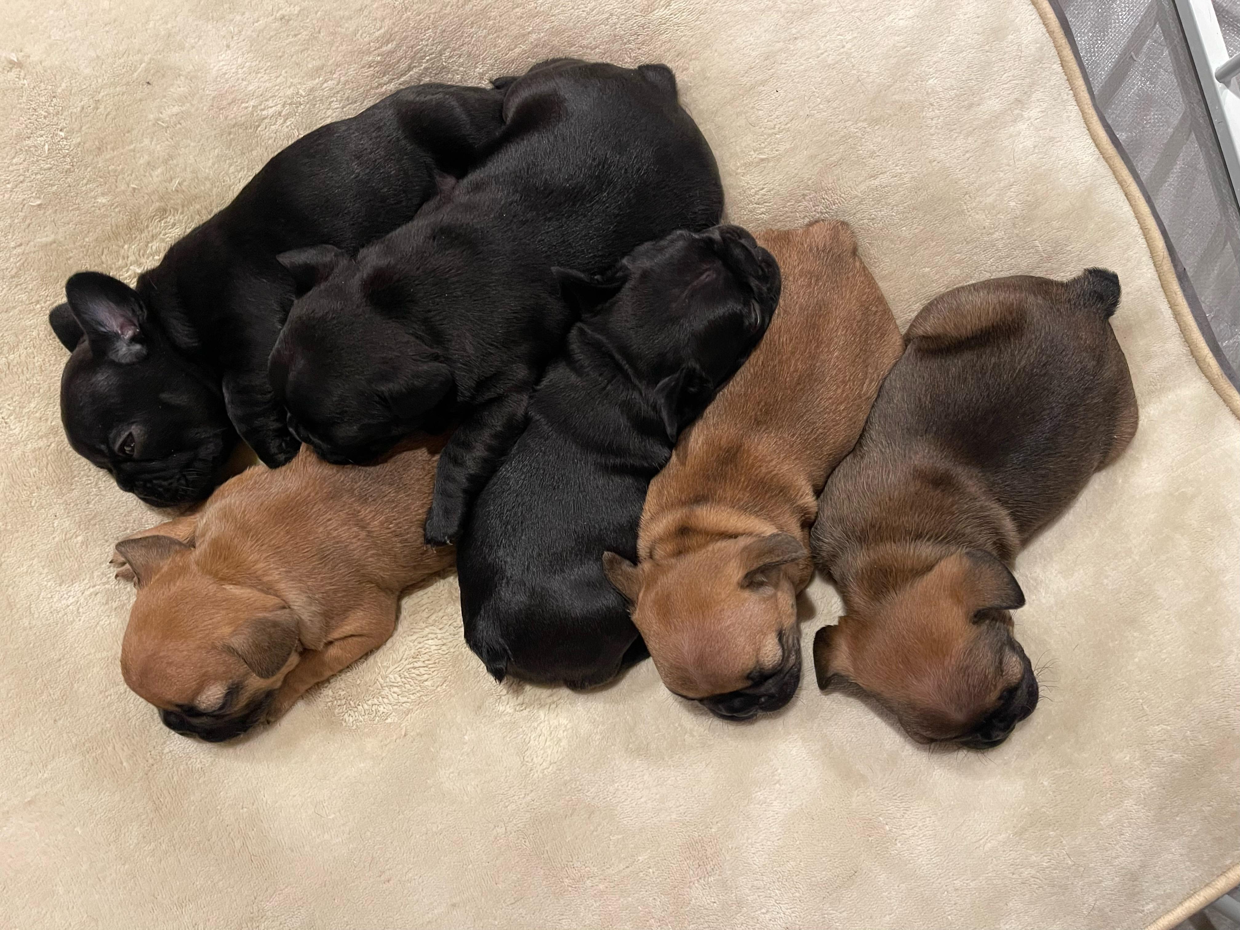 Chen French Bulldogs in Massachusetts | French Bulldog puppies | Good Dog