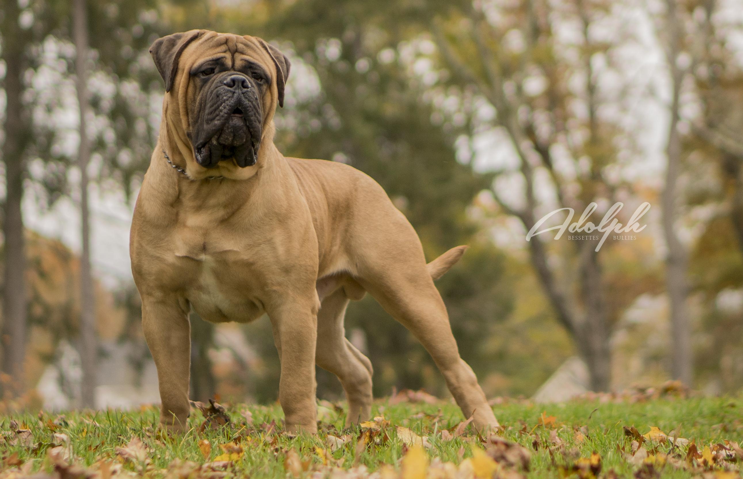 Bessettes Bullies in Massachusetts | Bullmastiff puppies | Good Dog
