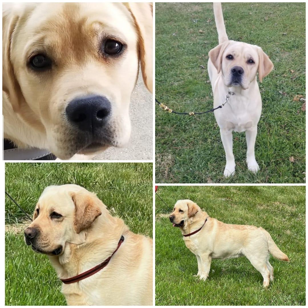 DaJoh Labradors of Kentucky in Kentucky | Labrador Retriever puppies ...