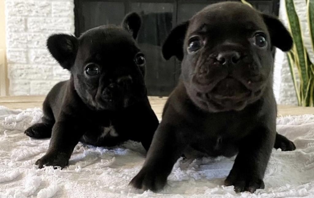 OVO Frenchies in New Mexico | French Bulldog puppies | Good Dog