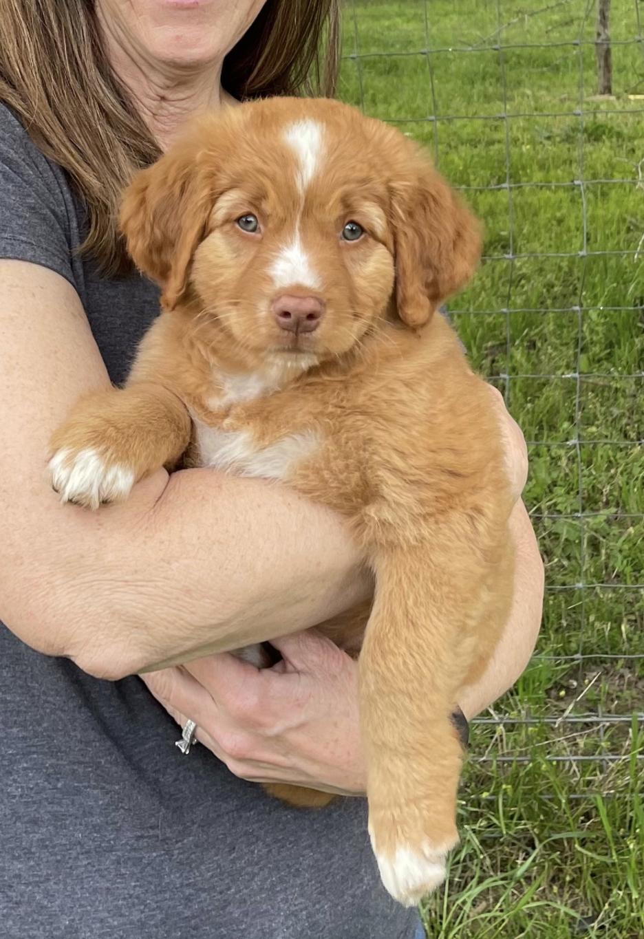 Heaven Scent Tollers - Nova Scotia Duck Tolling Retrievers in Utah ...