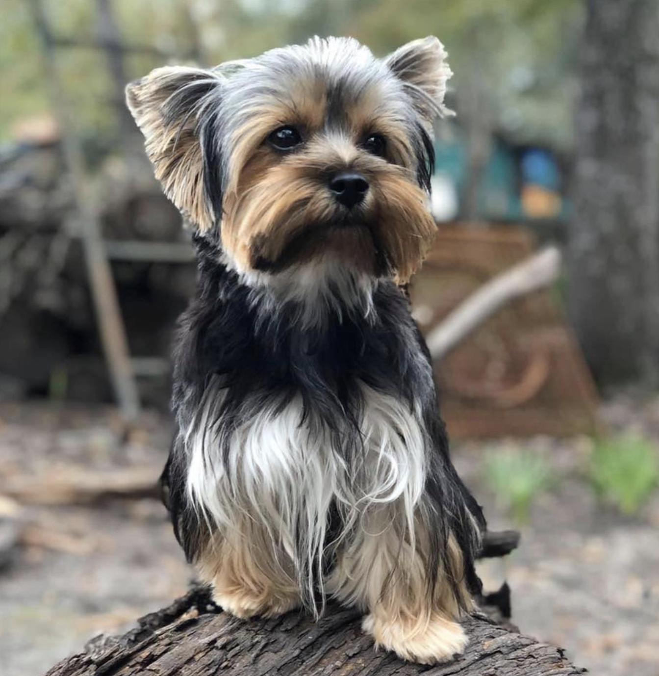 Yorkies of St. George in Georgia | Yorkshire Terrier puppies | Good Dog