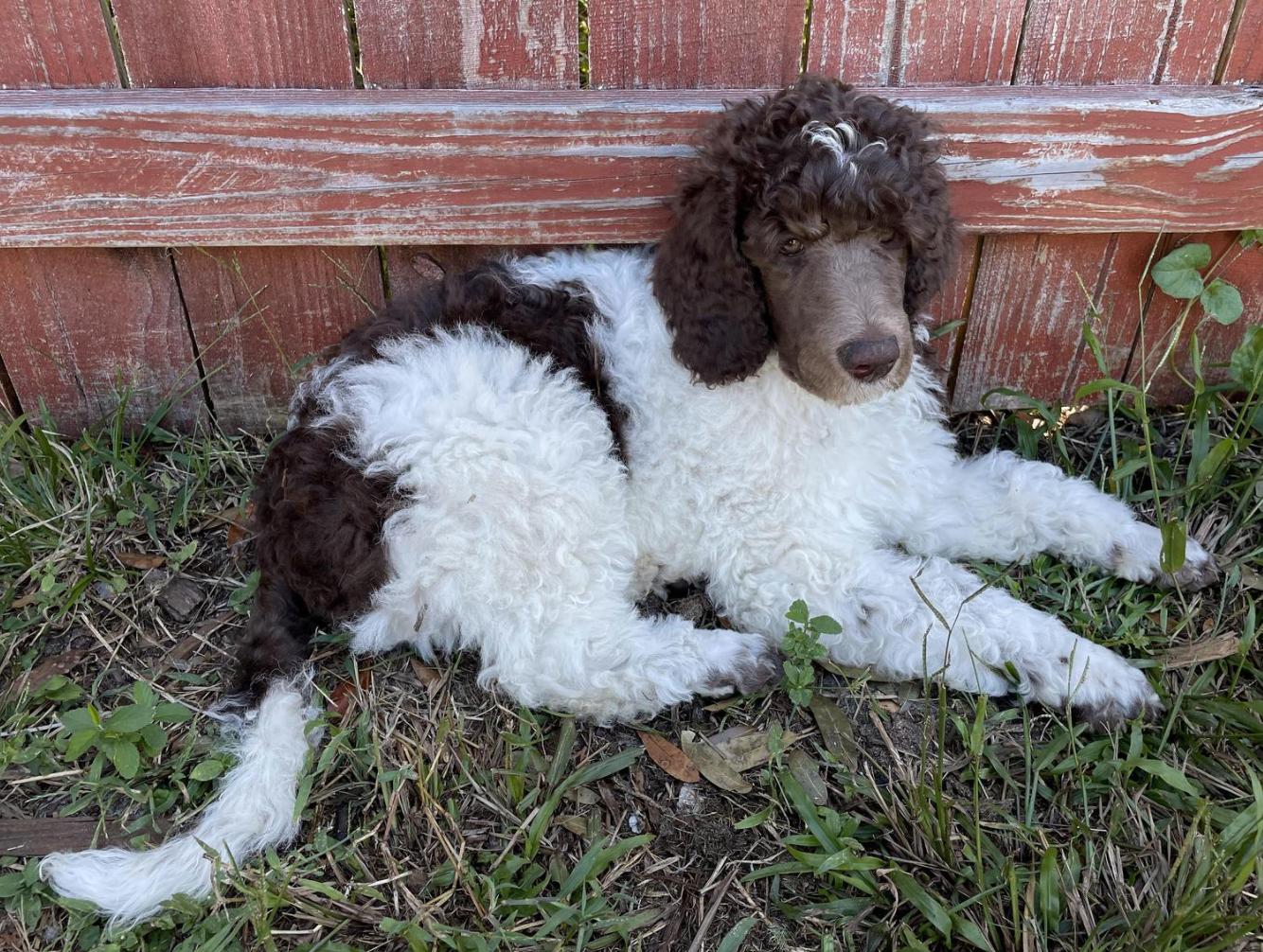 Burt Family Poodles in Florida | Poodle puppies | Good Dog
