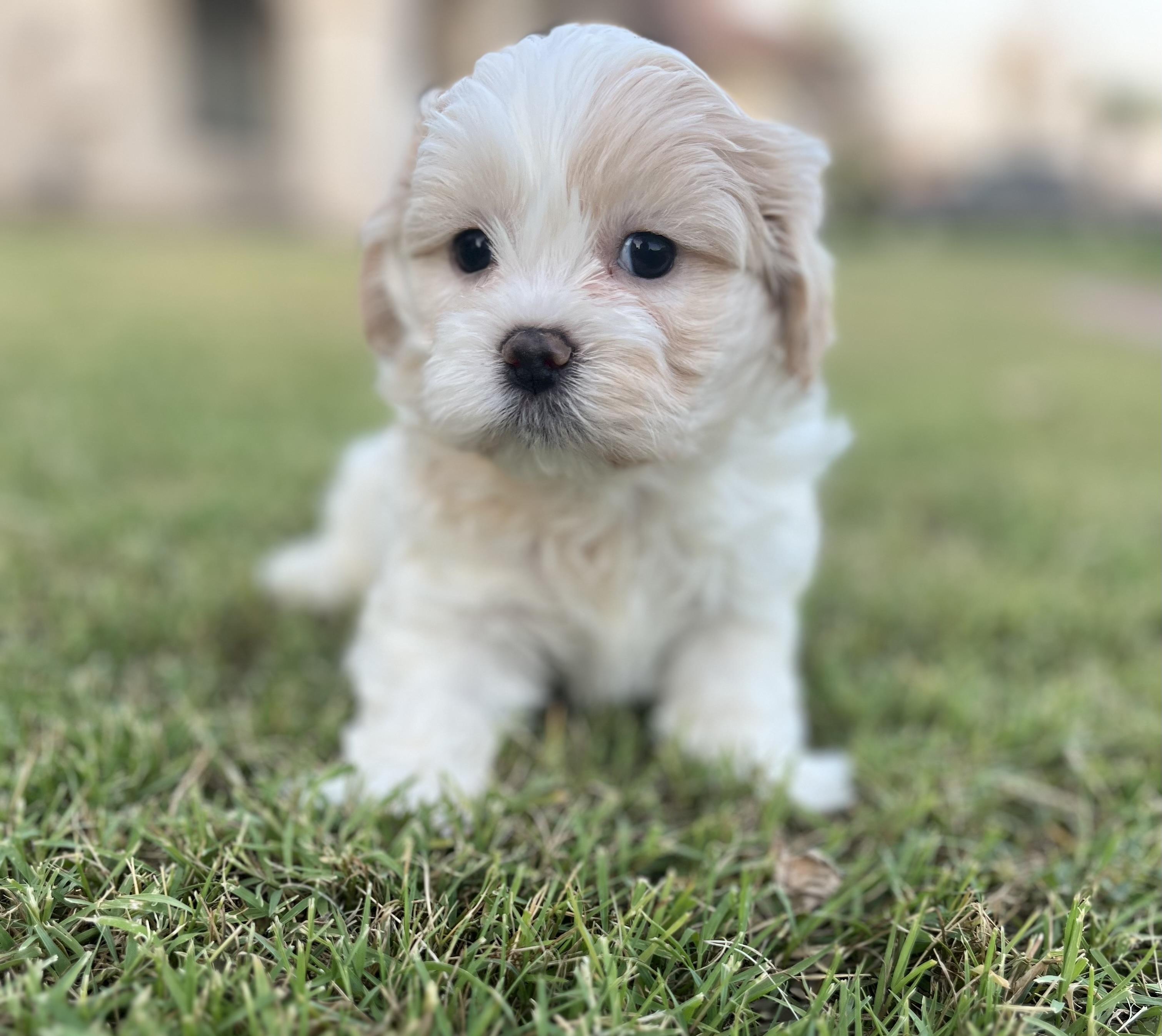 Teddy Bears of Arizona in Arizona | Bichon Frise, Shichon or Shih Tzu puppies | Good Dog