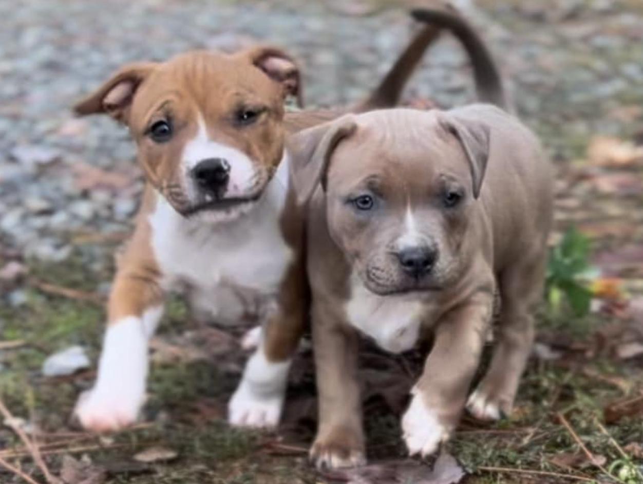 PureGrit Staffords in California | Staffordshire Bull Terrier puppies ...