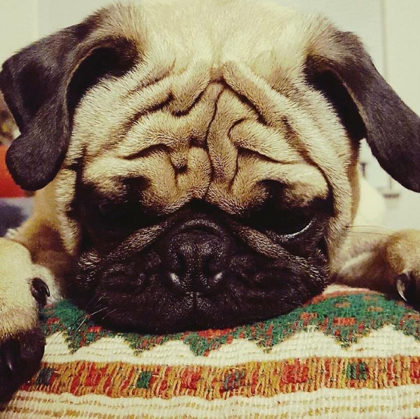 PerfectlyPreciousPugs in Indiana | Pug puppies | Good Dog