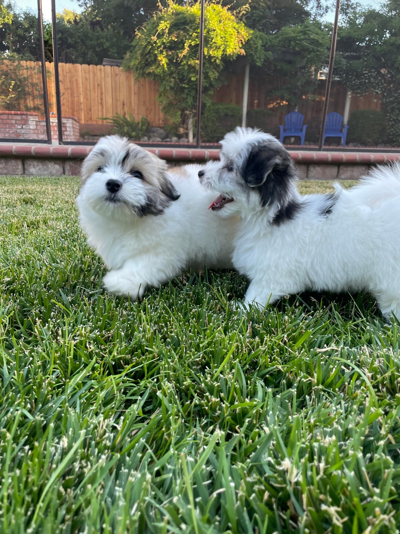 Uptown Cotons in Washington | Coton de Tulear puppies | Good Dog