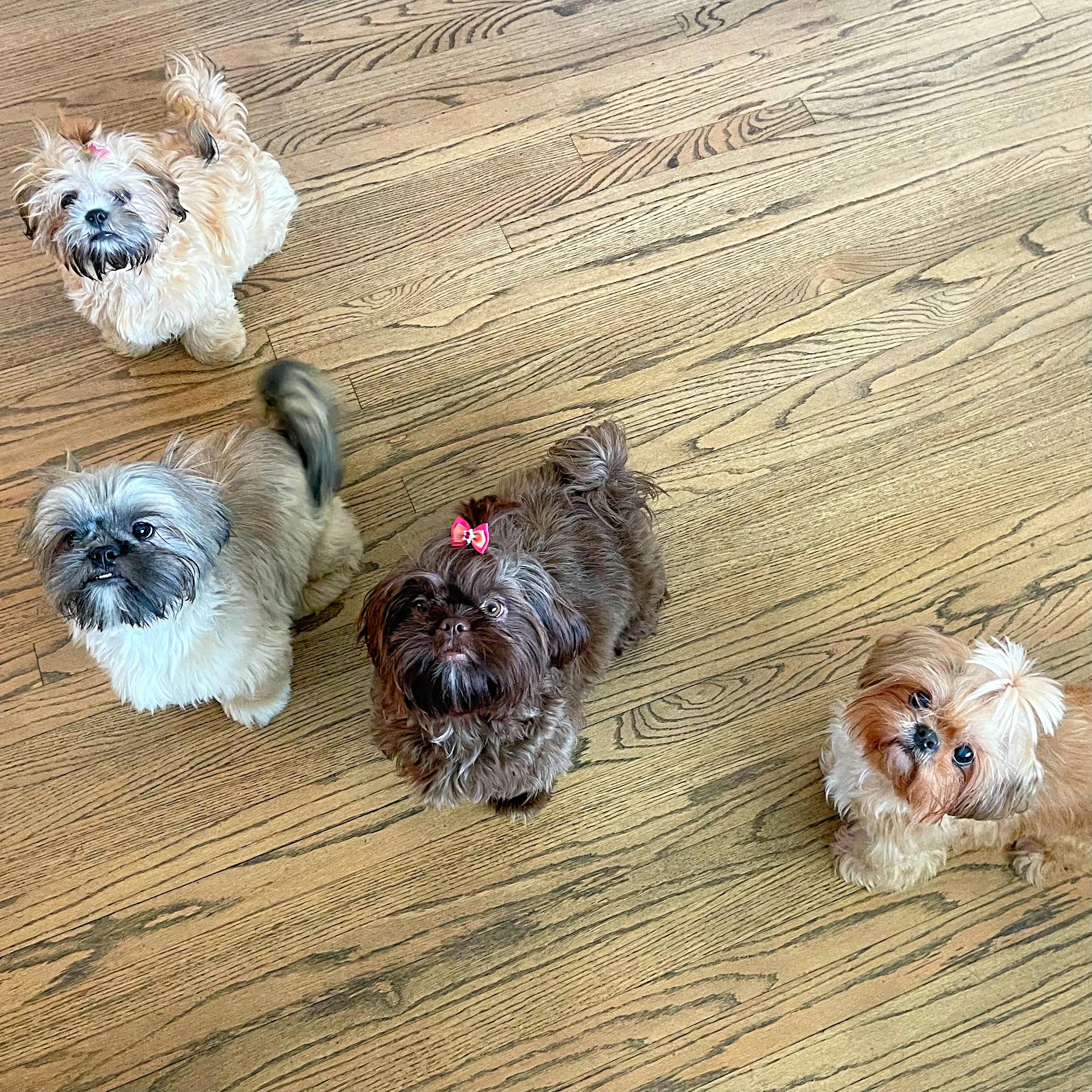 Shitz Show in California | Shih Tzu puppies | Good Dog