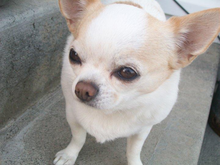 Brenda Iverson's Chihuahuas in Idaho | Chihuahua puppies | Good Dog