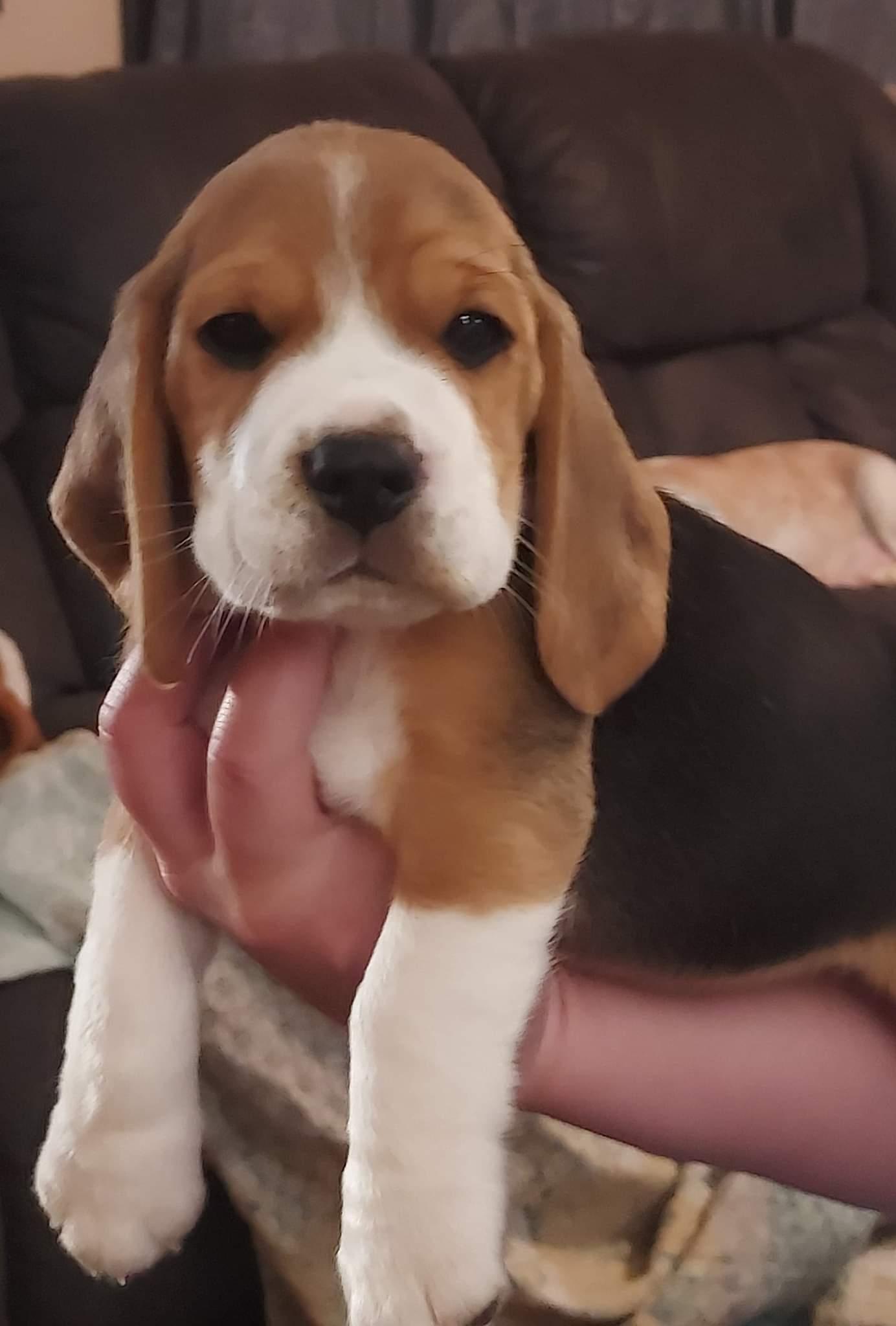 Long Creek Beagles in Arkansas | Beagle puppies | Good Dog