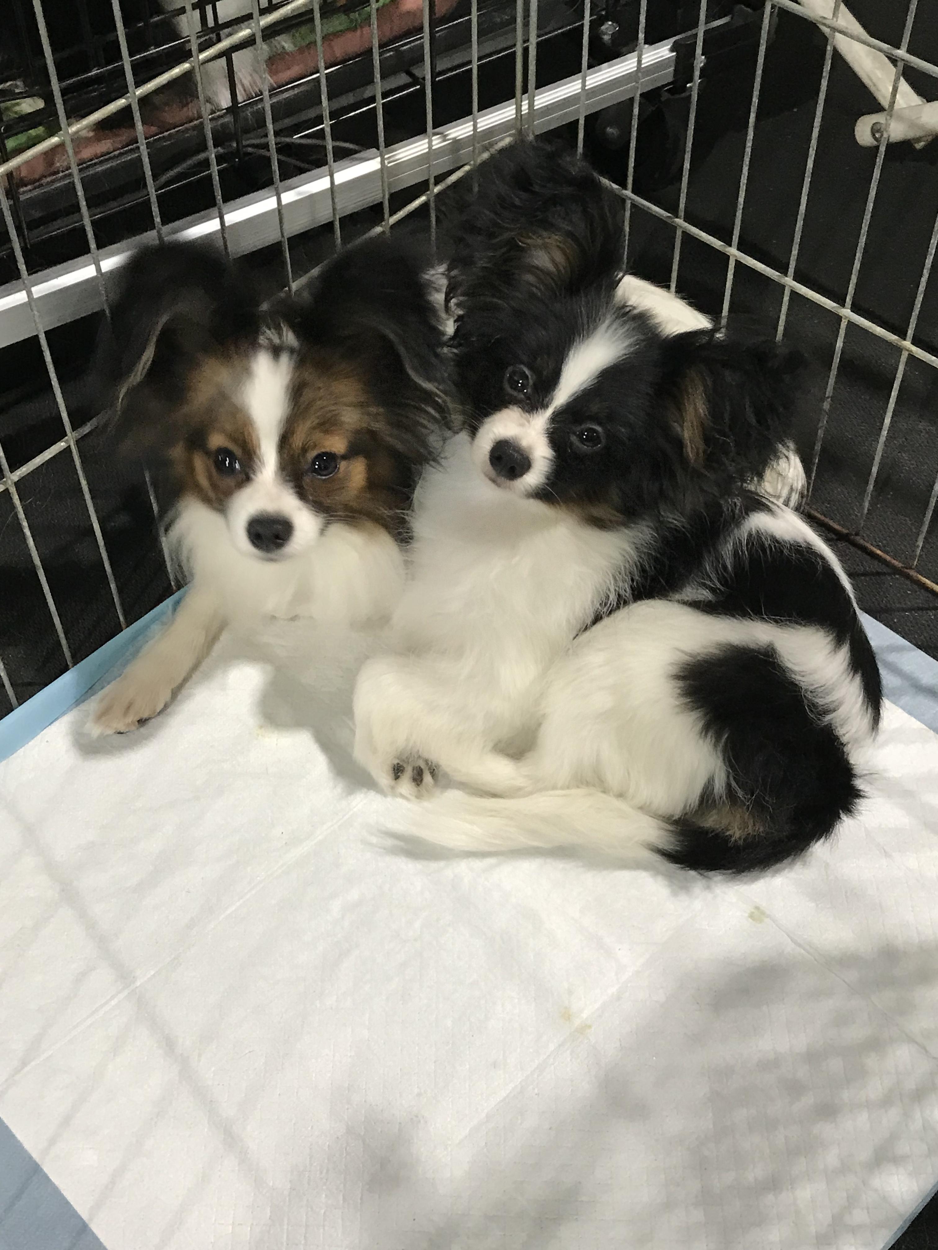 Medlee in New York | Papillon puppies | Good Dog