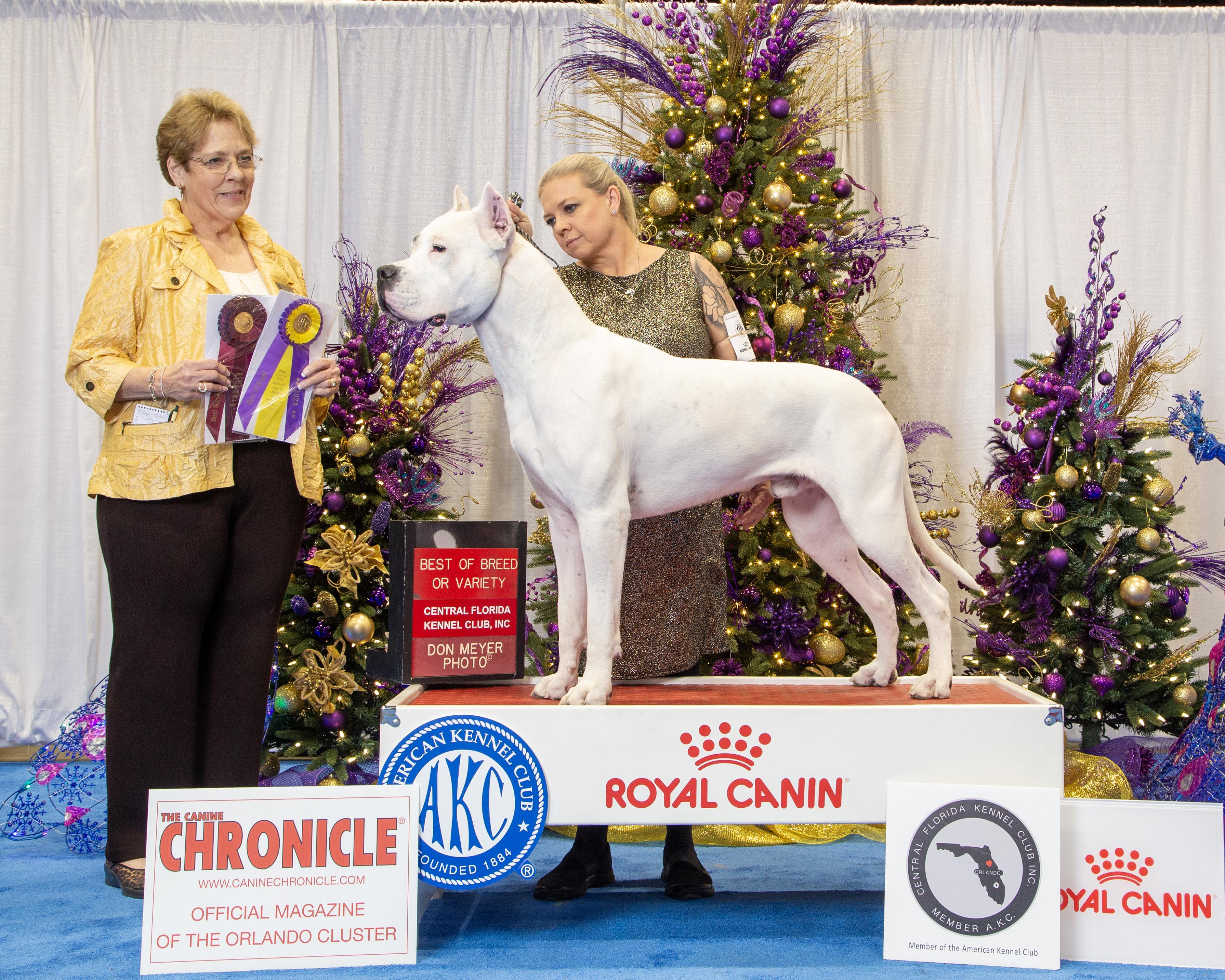 MMK9S in Utah | Dogo Argentino puppies | Good Dog