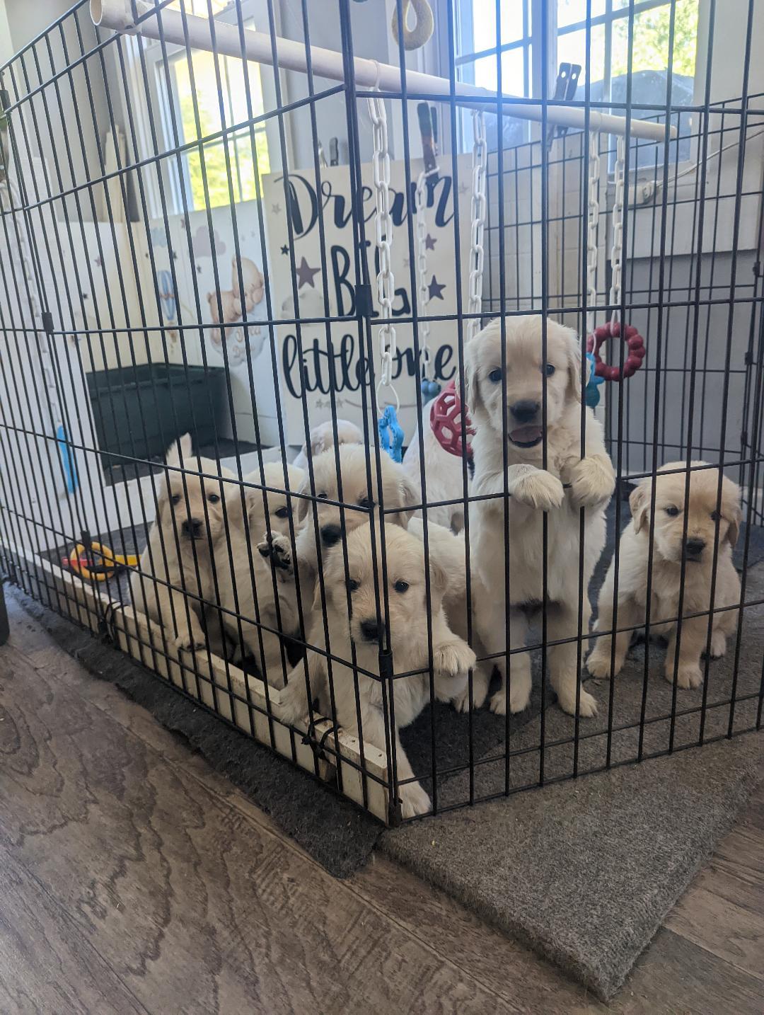 Sandy's Pawsitively Perfect Golden Pups in Pennsylvania | Golden ...