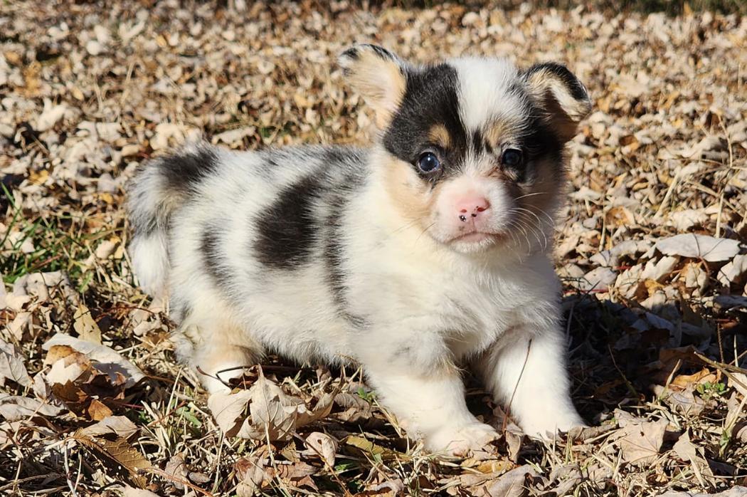 Amanda's Corgi Puppies in Michigan | Pembroke Welsh Corgi and American ...