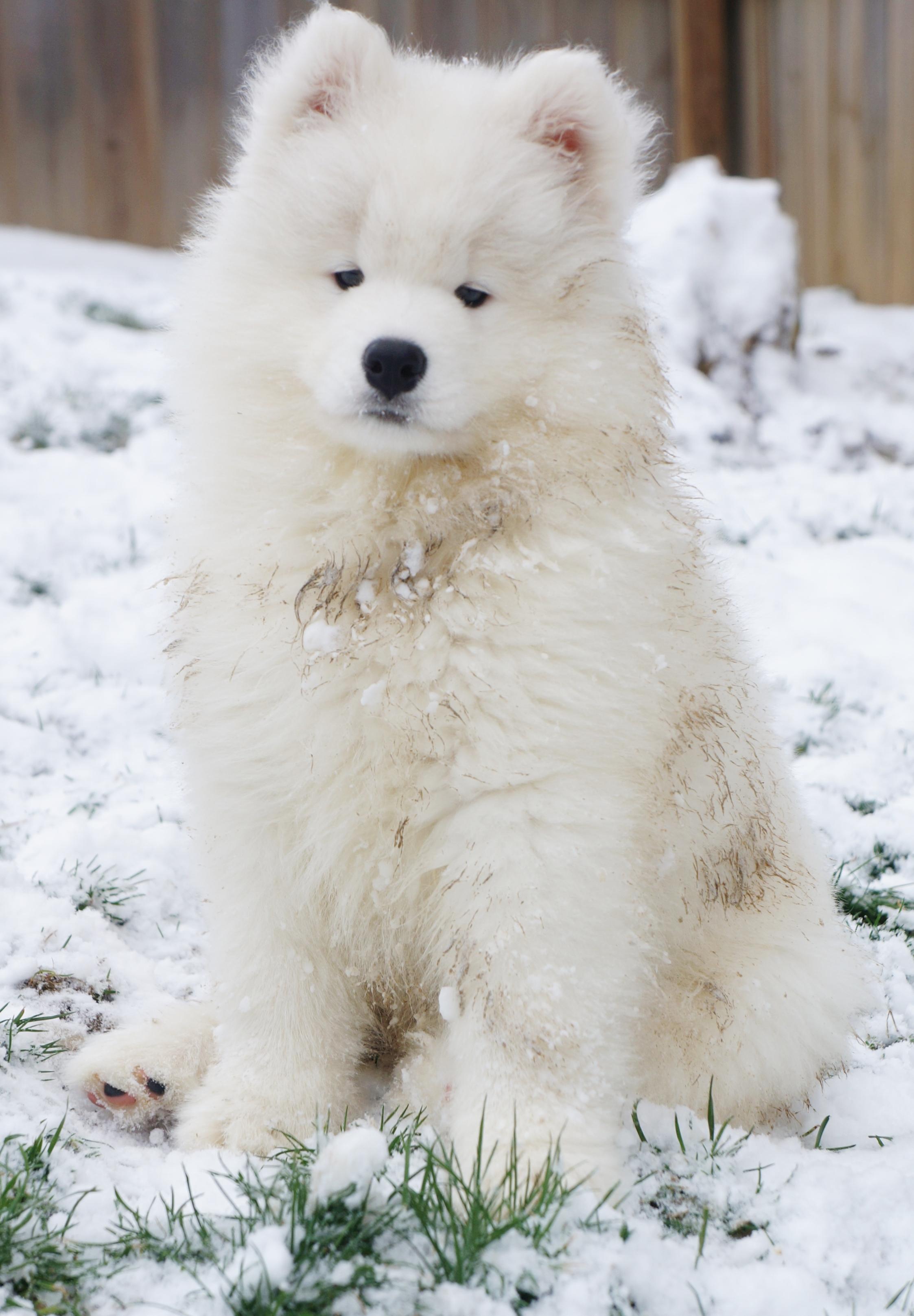 Snowshoe Samoyeds in Virginia | Samoyed puppies | Good Dog