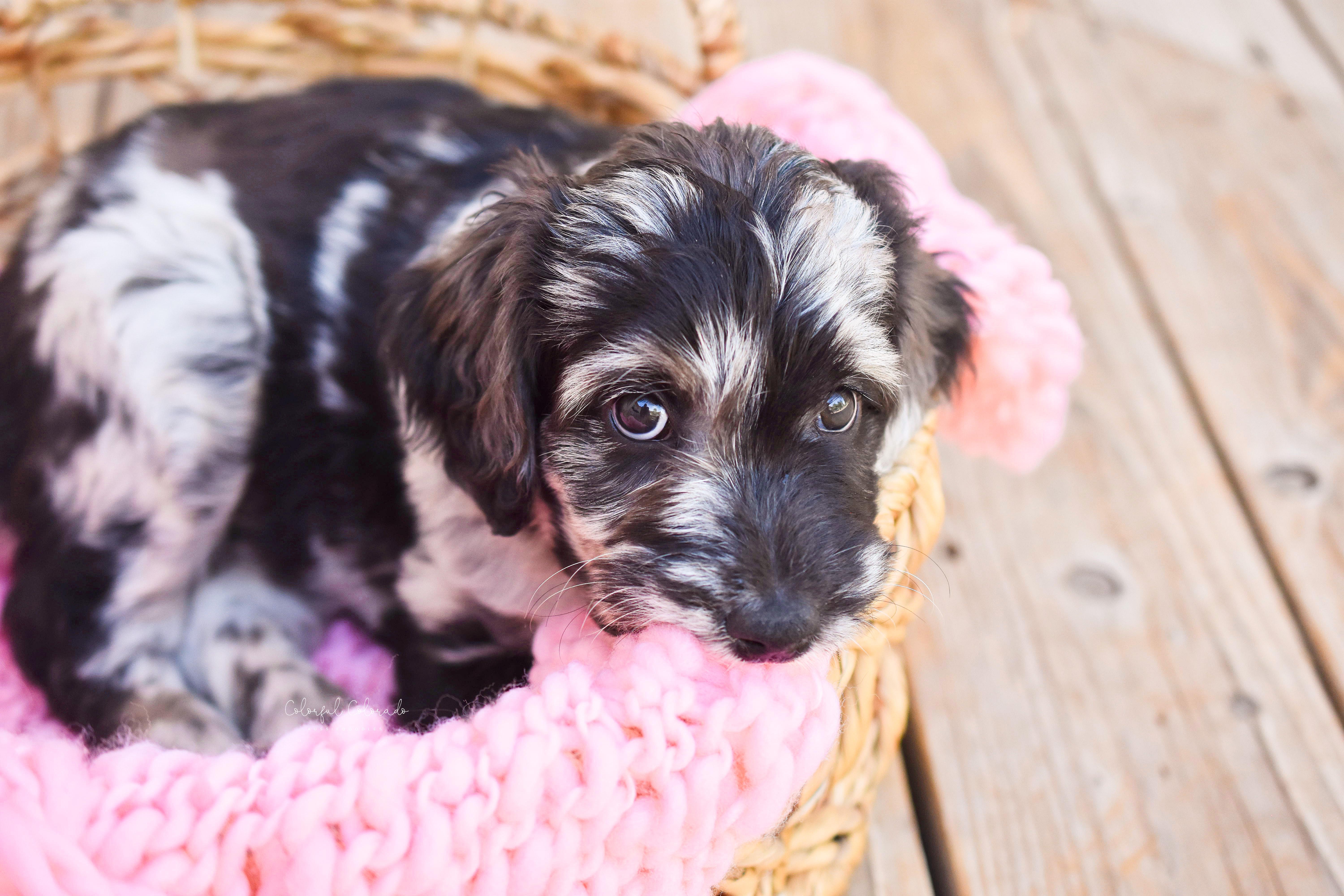 Colorful Colorado Aussiedoodles in Colorado | Aussiedoodle puppies ...