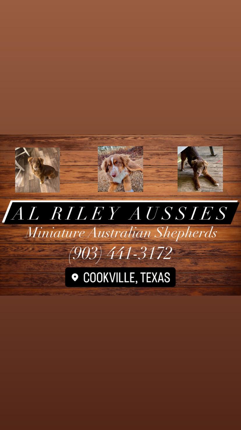 AL Riley Aussies in Texas | Miniature Australian Shepherd puppies | Good Dog