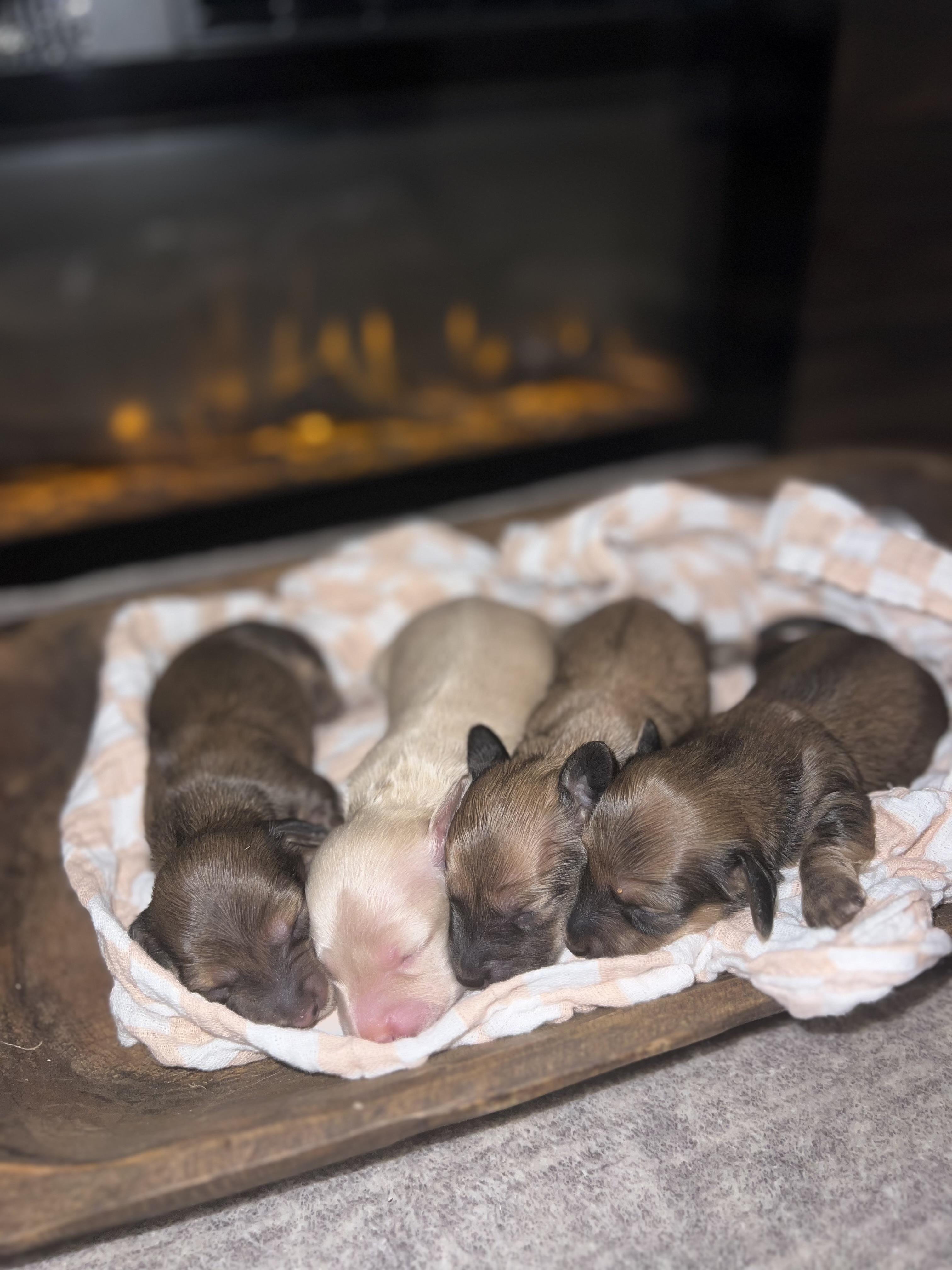 Toddy Kennels in Mississippi | Dachshund puppies | Good Dog