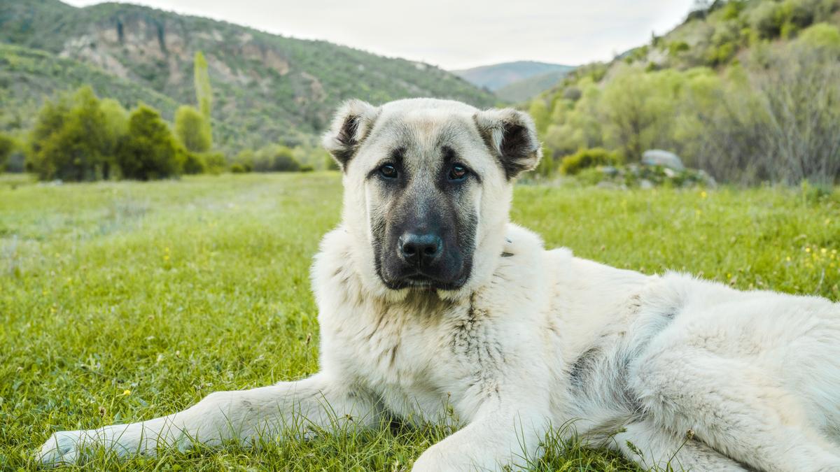 25 cute Turkish Boz Shepherd puppies for sale | Good Dog