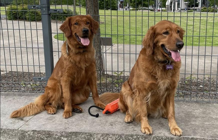 Lincoln Kennels in Georgia | Golden Retriever puppies | Good Dog