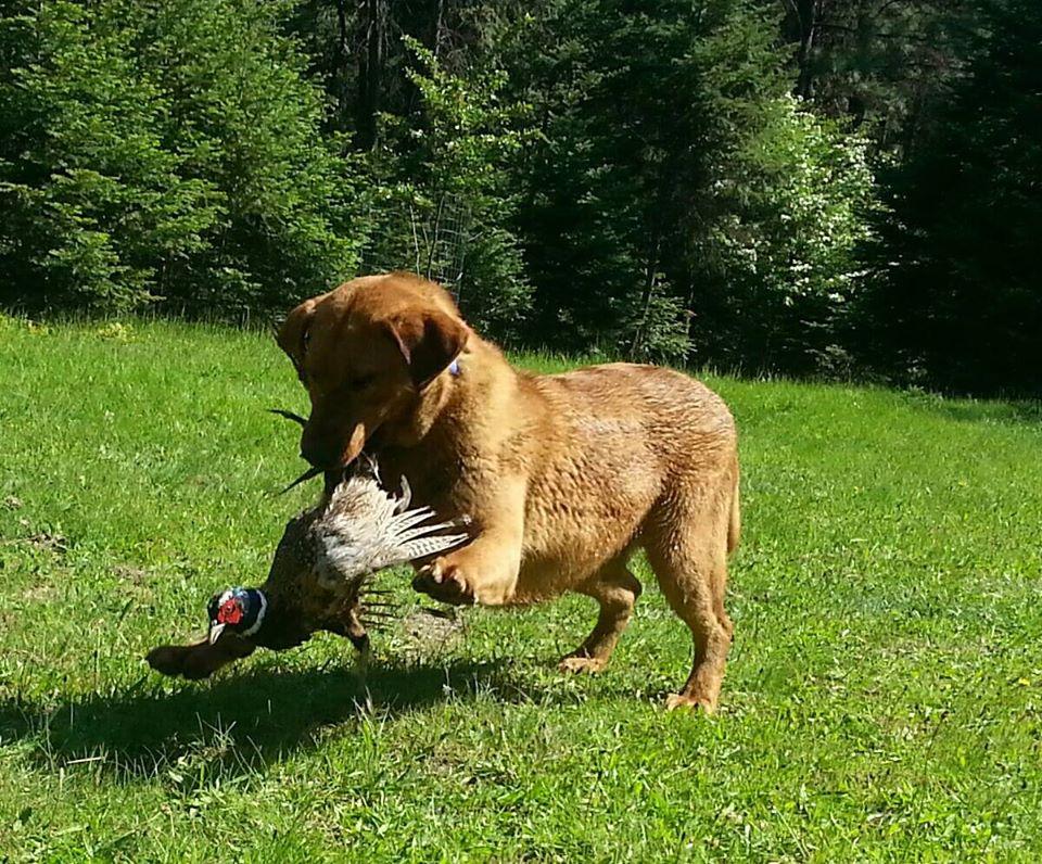 Blockhead Blessings in California | Labrador Retriever puppies | Good Dog