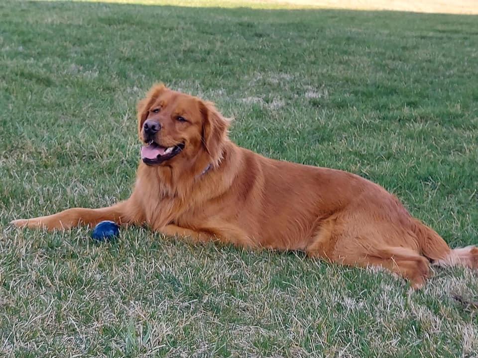 Dream Big Golden Retrievers in Indiana | Golden Retriever puppies ...